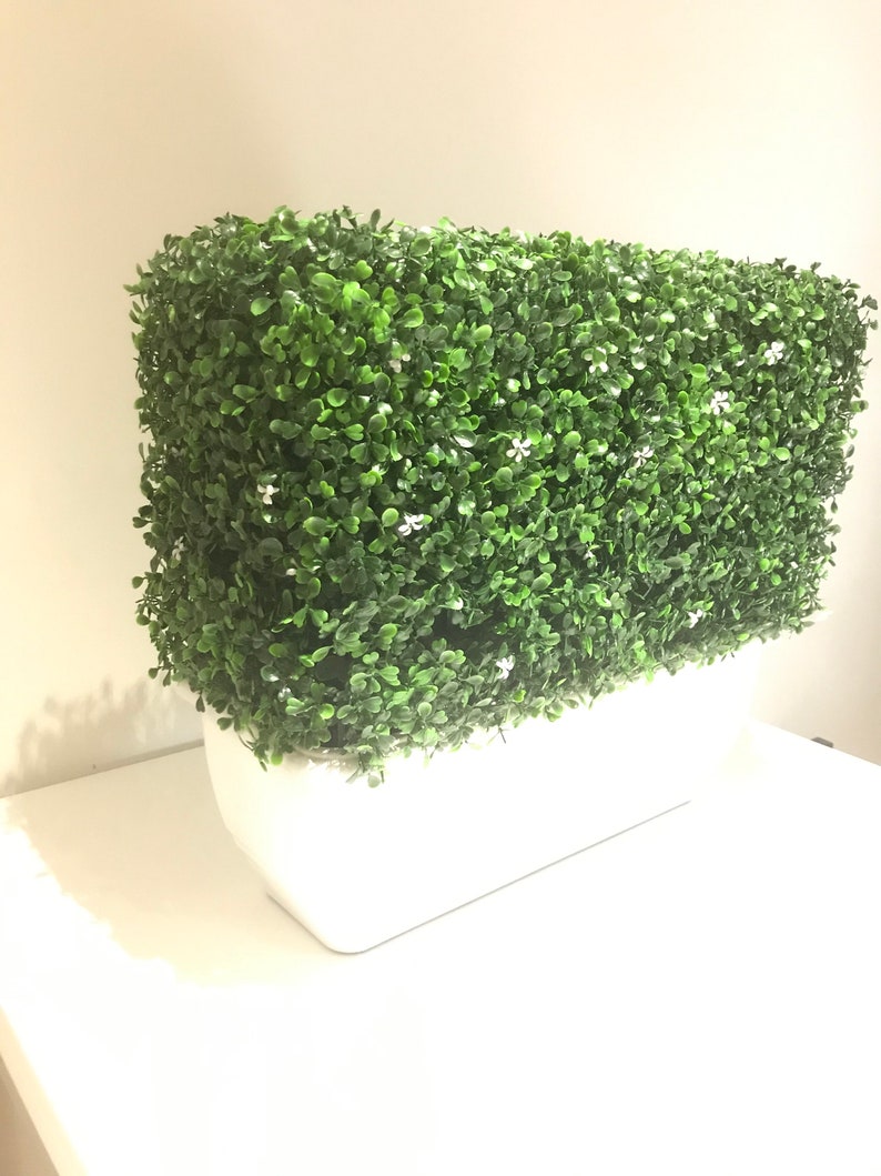 MINI HEDGE PLANTS - Etsy