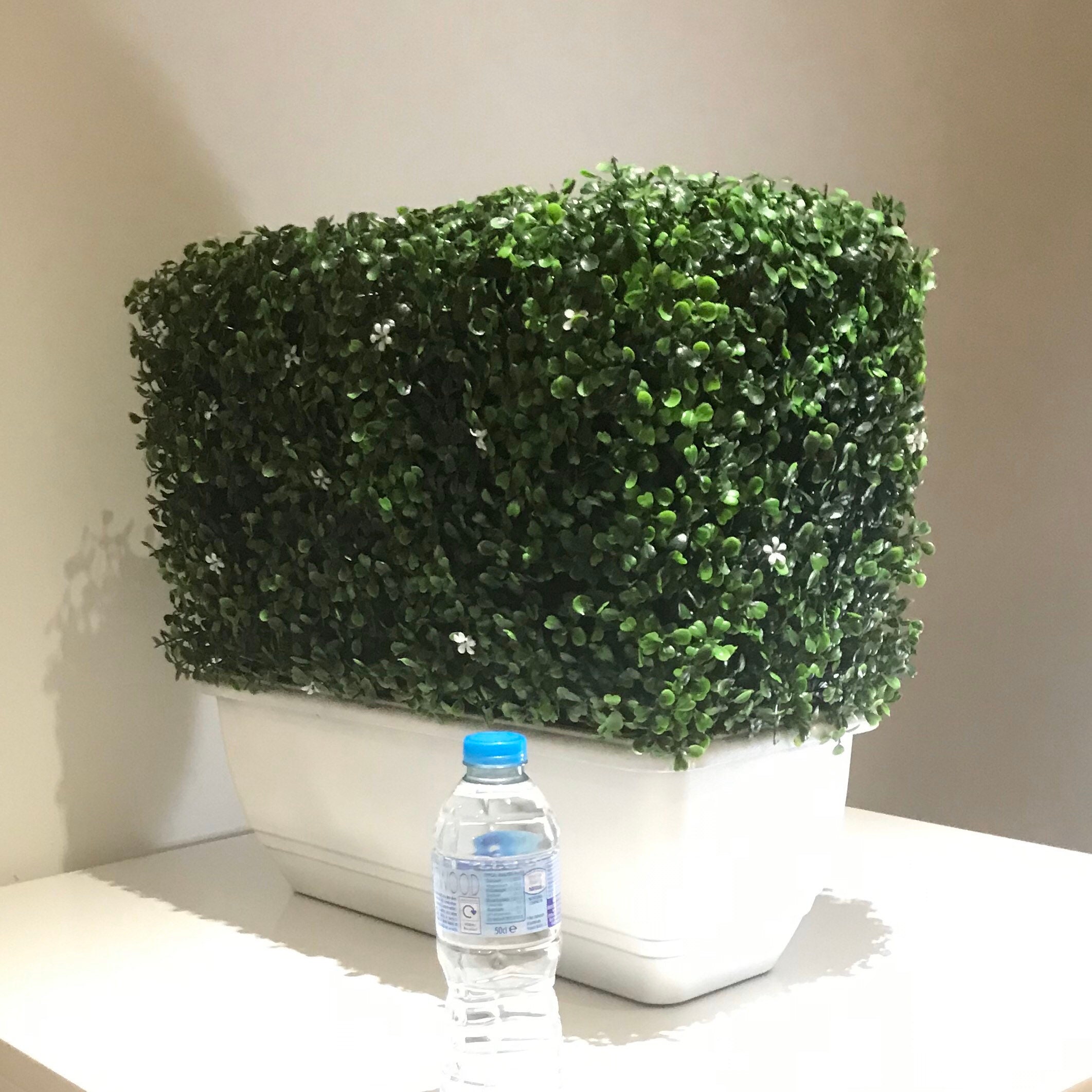 MINI HEDGE PLANTS - Etsy