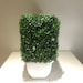 MINI HEDGE PLANTS - Etsy