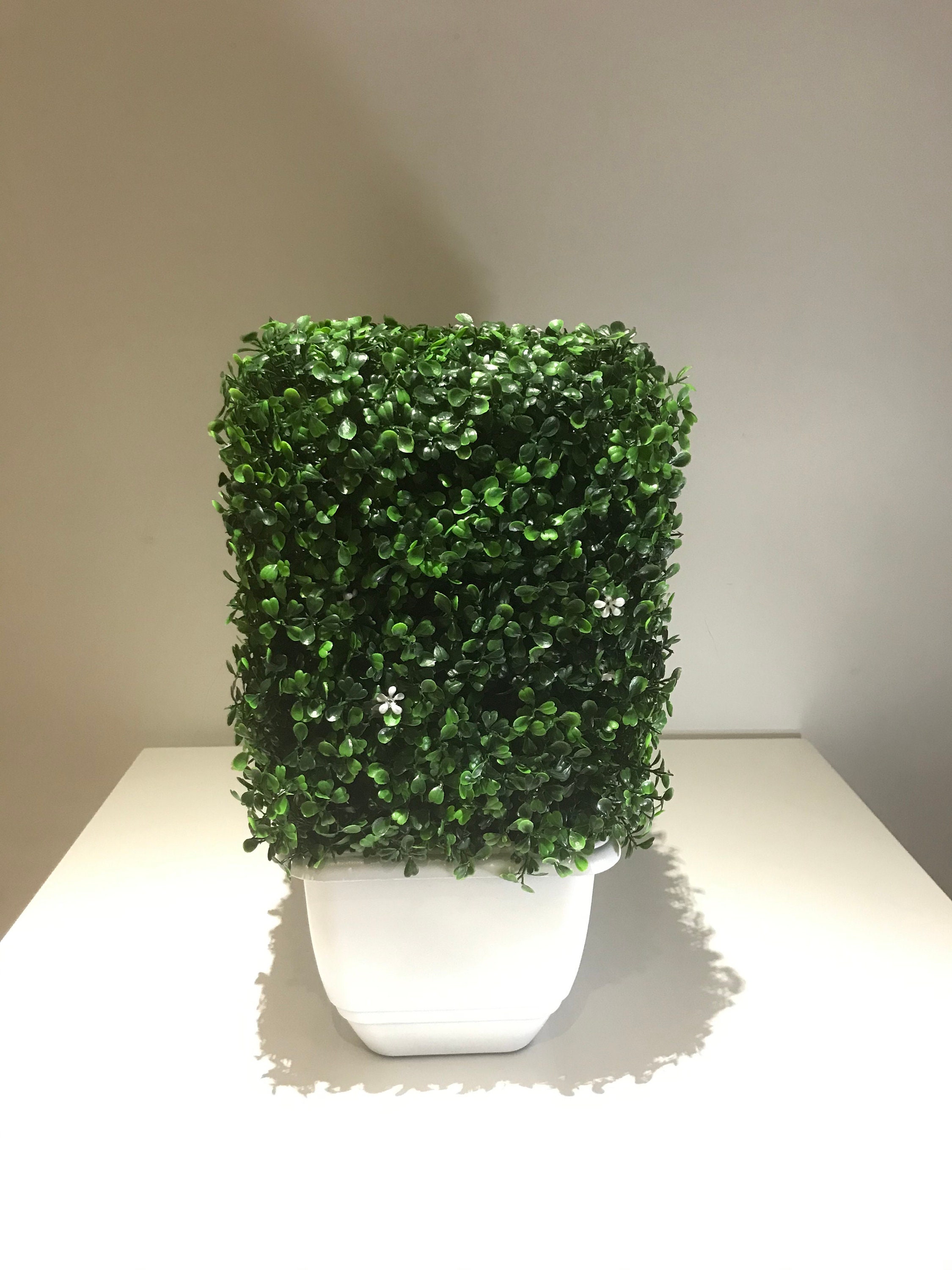 MINI HEDGE PLANTS - Etsy