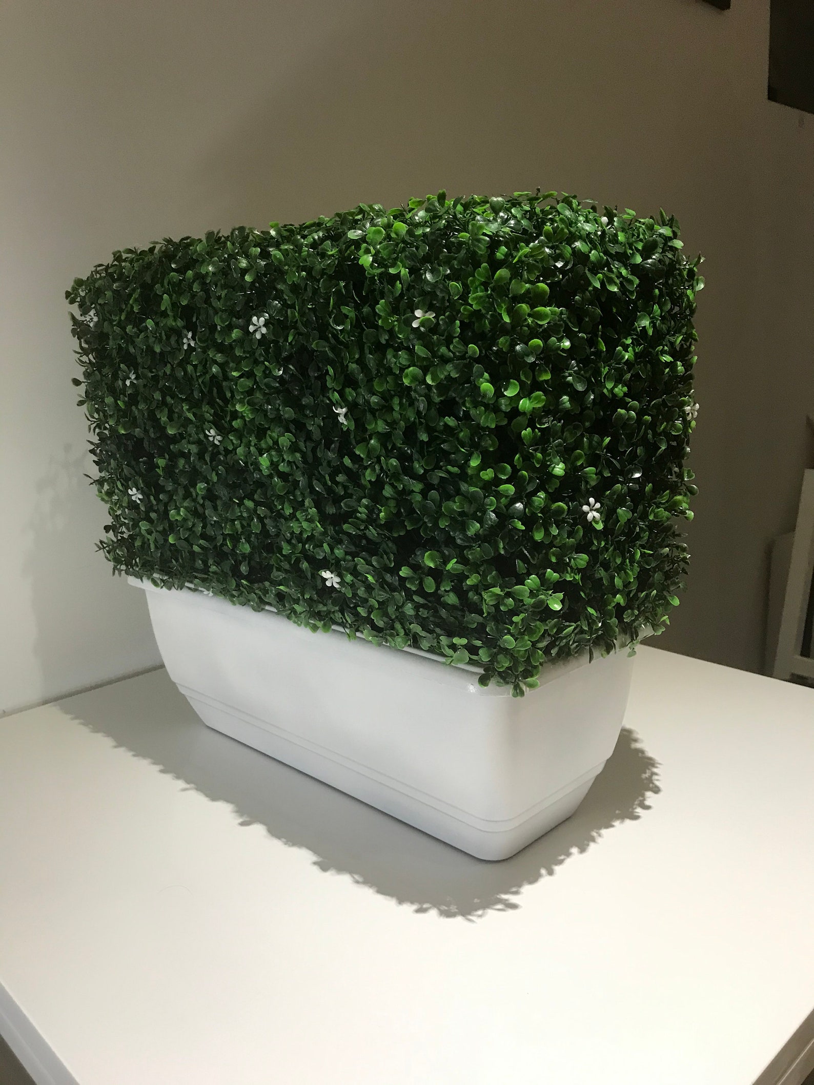 MINI HEDGE PLANTS - Etsy