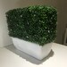 MINI HEDGE PLANTS - Etsy