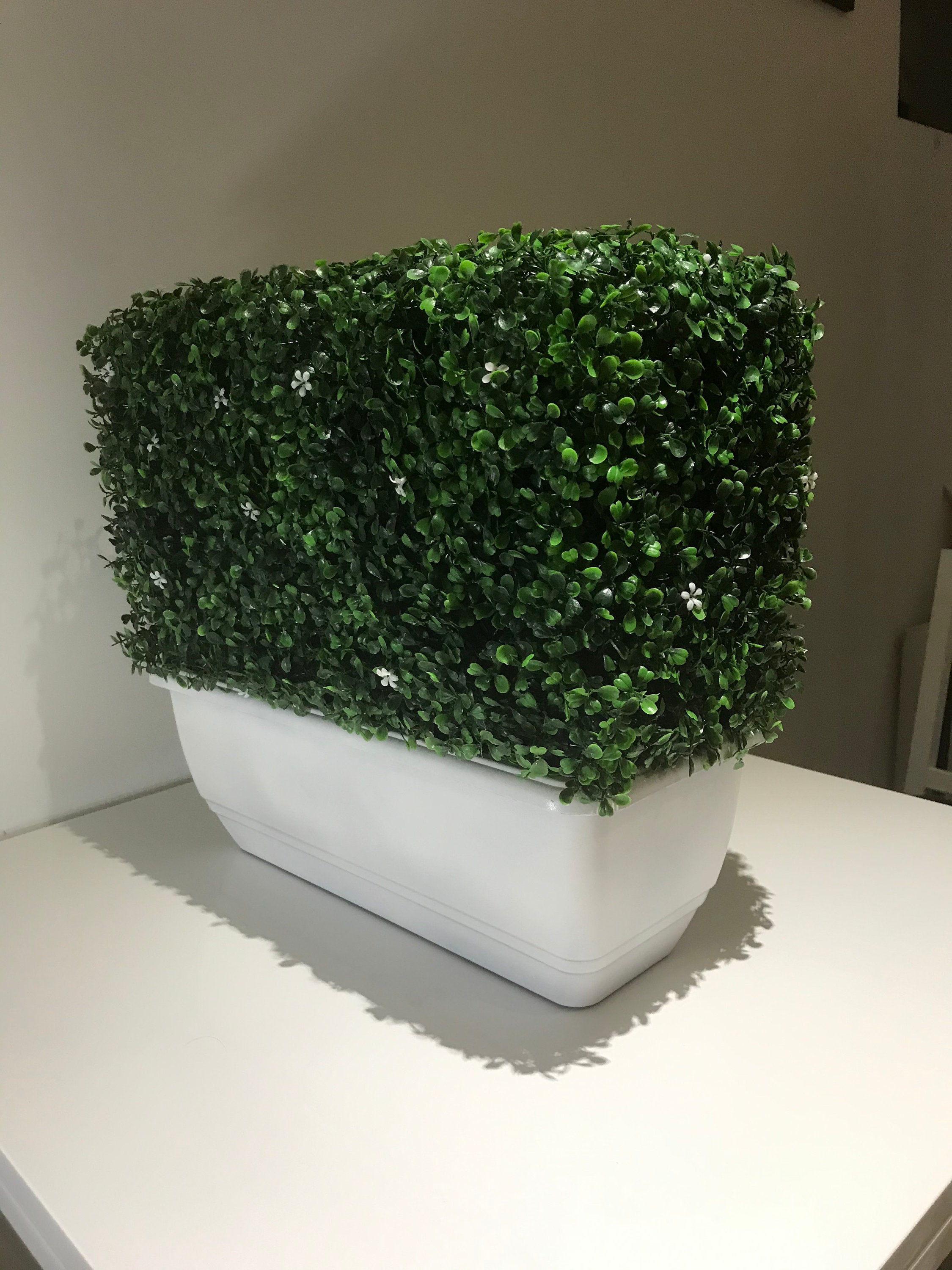 MINI HEDGE PLANTS - Etsy