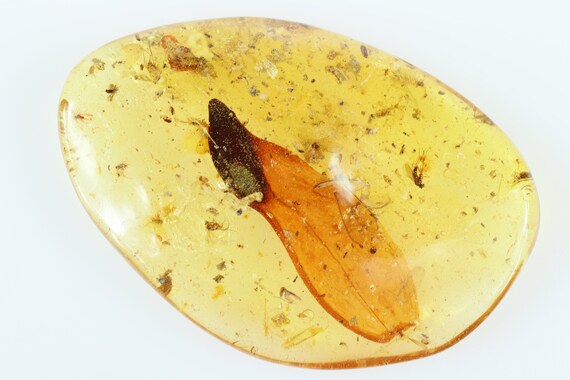 Science & Technology Crafting Colombian copal with fossilized plant and ...