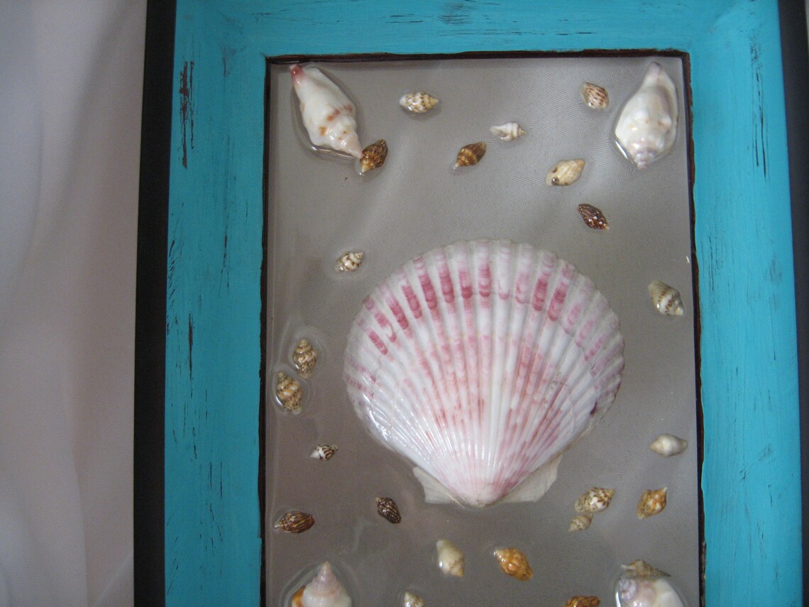 Glass framed sea shell art coastal decor | Etsy