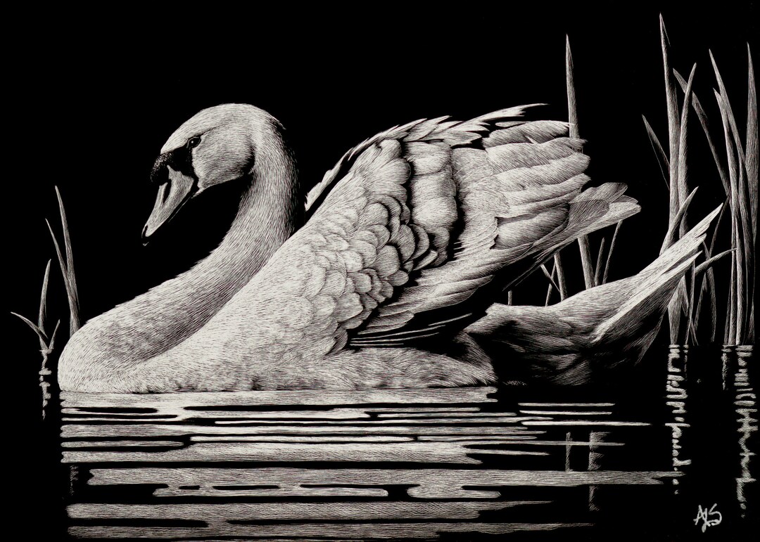 Swan Art Print | Scratchboard Fine Art Print | Black and White ...