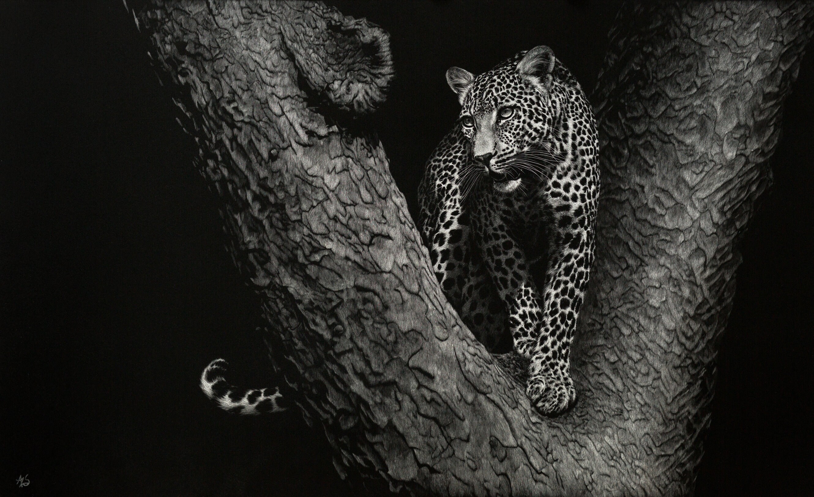 Leopard | Scratchboard Fine Art Print | Wildlife Decor - Etsy