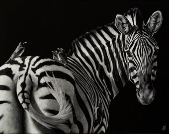 Zebra Art Print Scratchboard Fine Art Print Wildlife Decor | Etsy