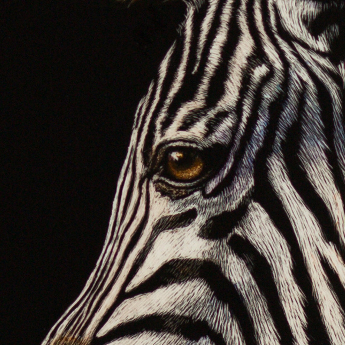 Colorful Zebra Art Print Scratchboard Fine Art Print | Etsy