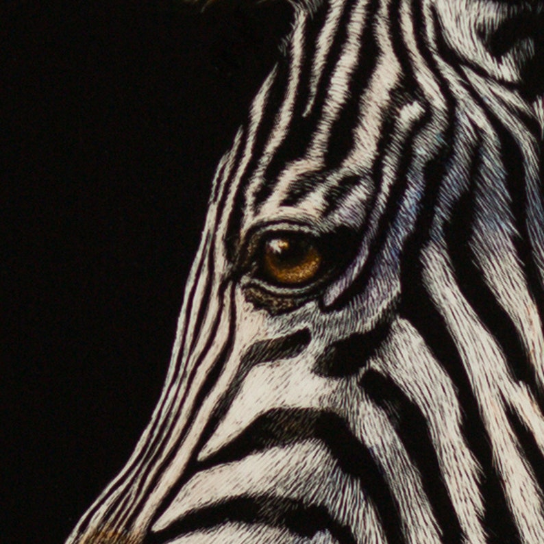 Colorful Zebra Art Print | Scratchboard Fine Art Print | Wildlife Decor ...