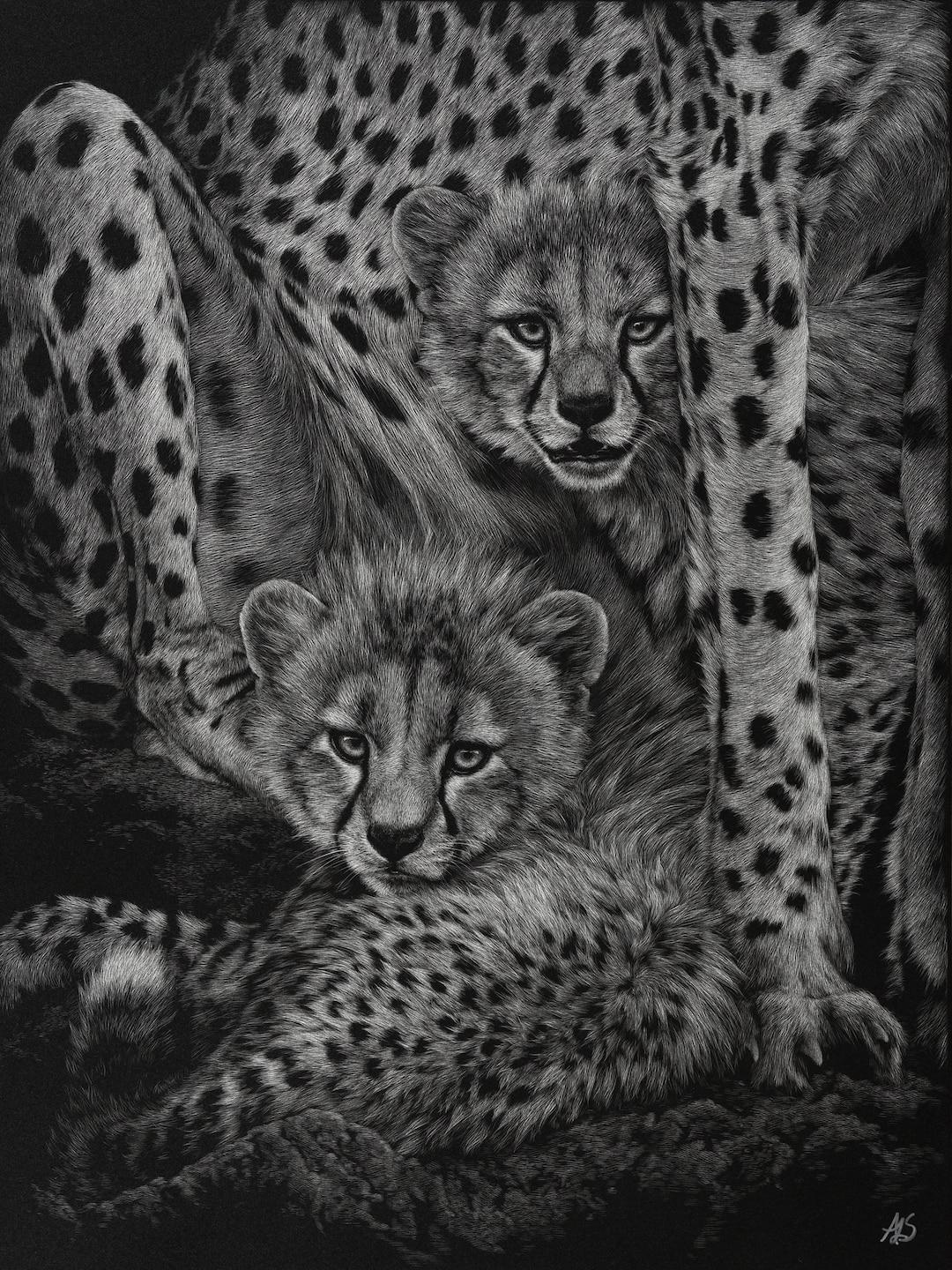 Cheetah Art Print | Scratchboard Fine Art Print | Wildlife Decor - Etsy