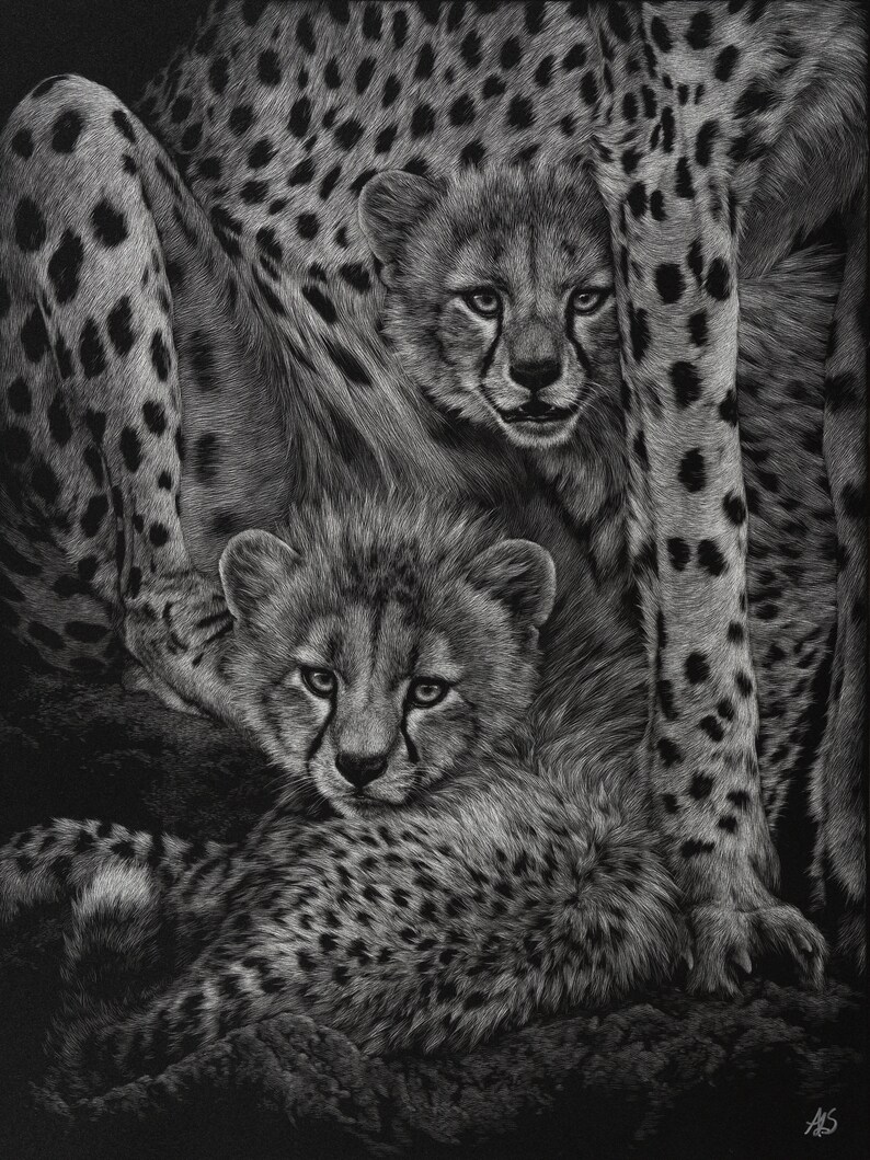 Cheetah Art Print | Scratchboard Fine Art Print | Wildlife Decor - Etsy