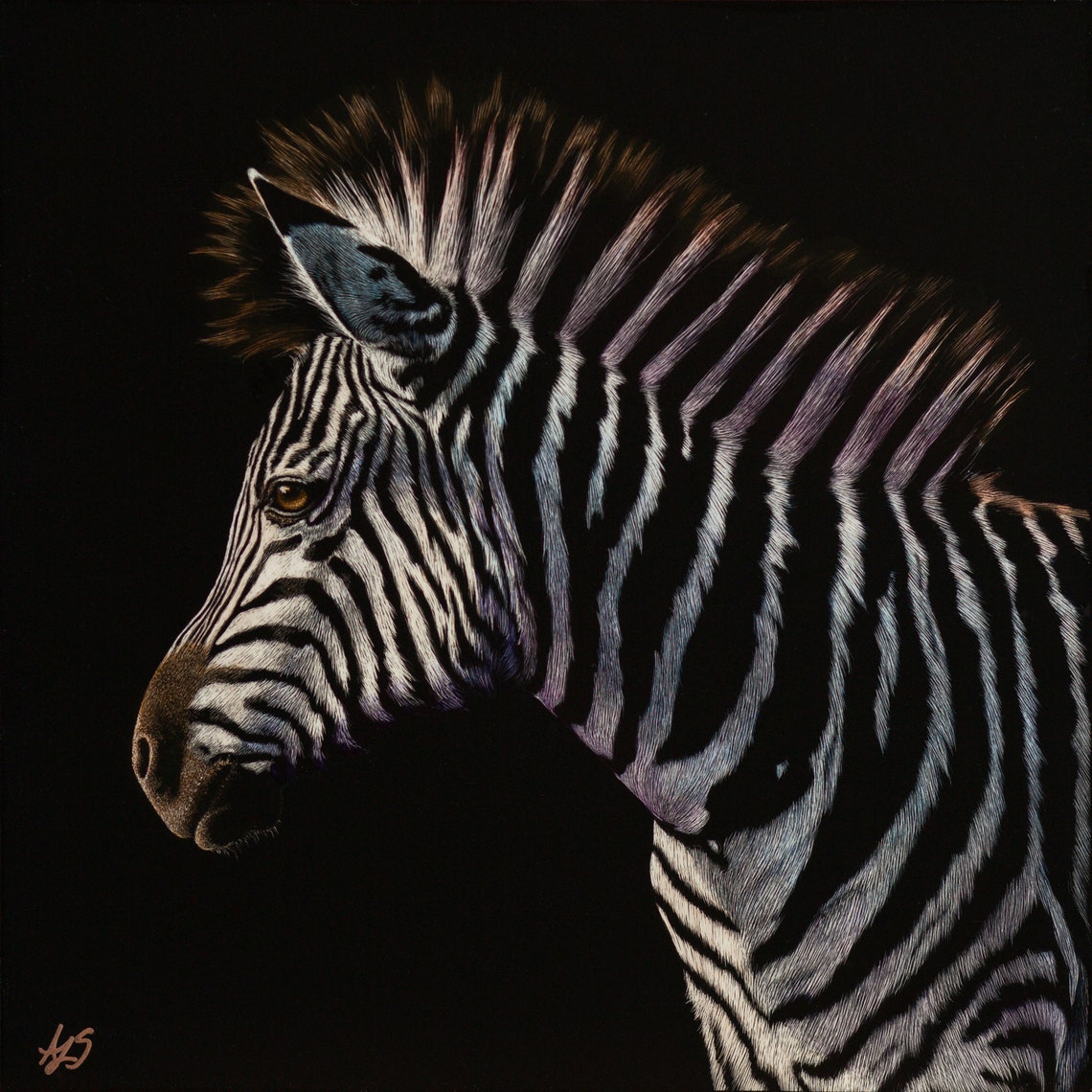 Colorful Zebra Art Print Scratchboard Fine Art Print | Etsy