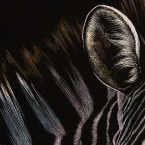 Zebra Art Print | Scratchboard Fine Art Print | Wildlife Decor - Etsy