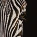 Zebra Art Print Scratchboard Fine Art Print Wildlife Decor - Etsy
