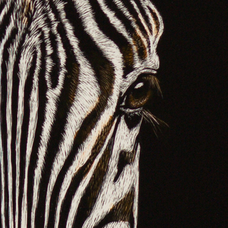 Zebra Art Print | Scratchboard Fine Art Print | Wildlife Decor - Etsy