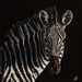 Zebra Art Print Scratchboard Fine Art Print Wildlife Decor - Etsy