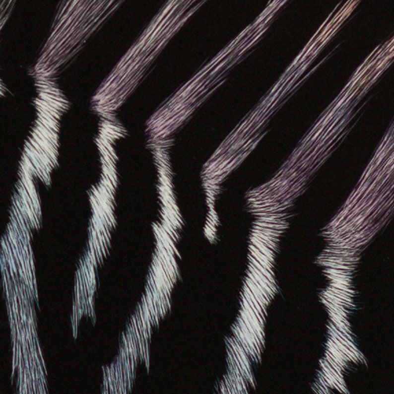 Colorful Zebra Art Print Scratchboard Fine Art Print - Etsy