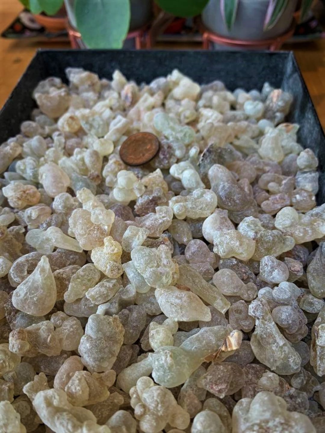 ROYAL GREEN HOJARI - Normal Size Tears - Boswellia Sacra - Highest ...