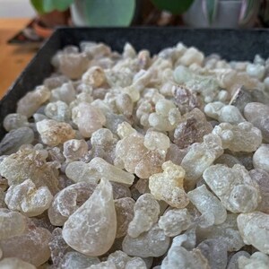 ROYAL GREEN HOJARI - Normal Size Tears - Boswellia Sacra - Highest ...