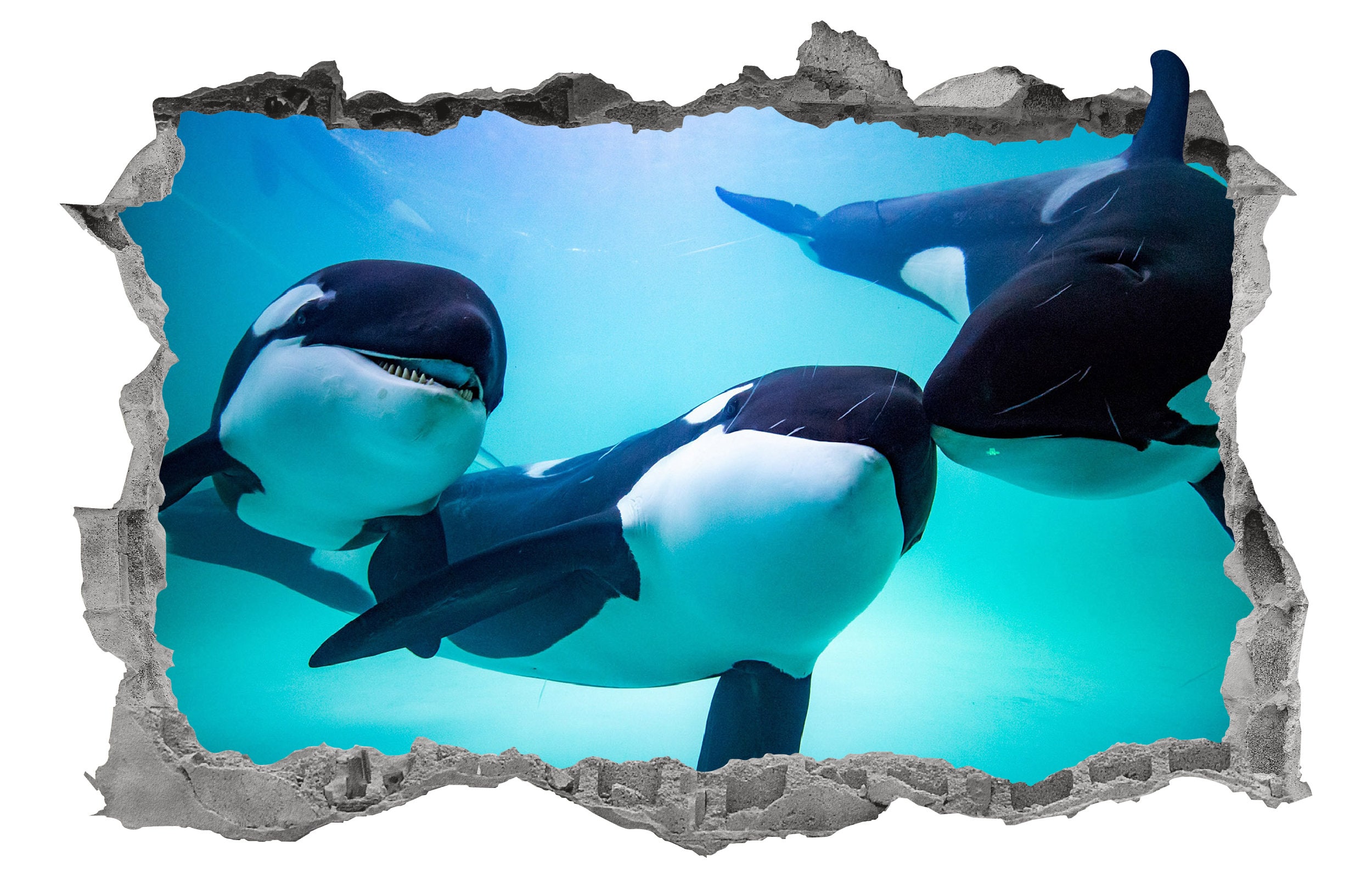 Killer Whale Wall Decal Smashed 3D Graphic Orca Wall Art - Etsy