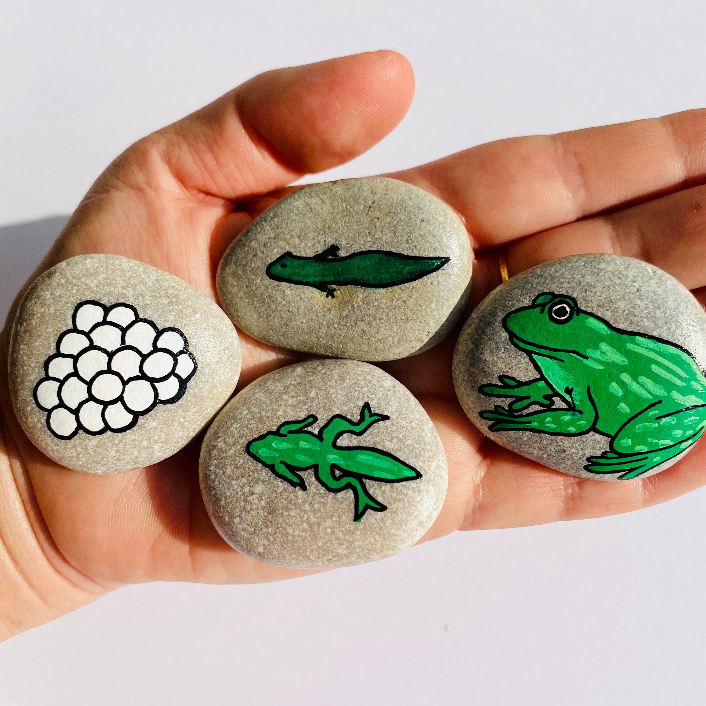 Life Cycle of a Frog Mini Unit Study Set Story Stones - Etsy