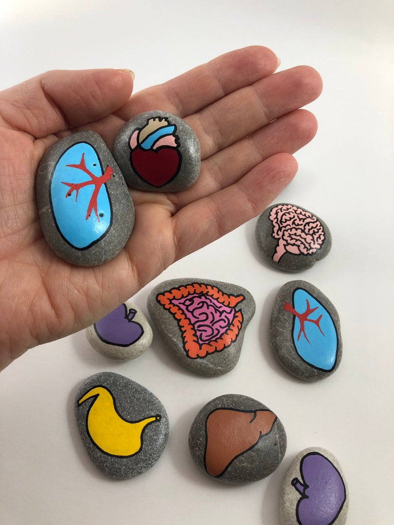 Anatomy Story Stones Set Montessori Toy Human Body Educational Custom ...