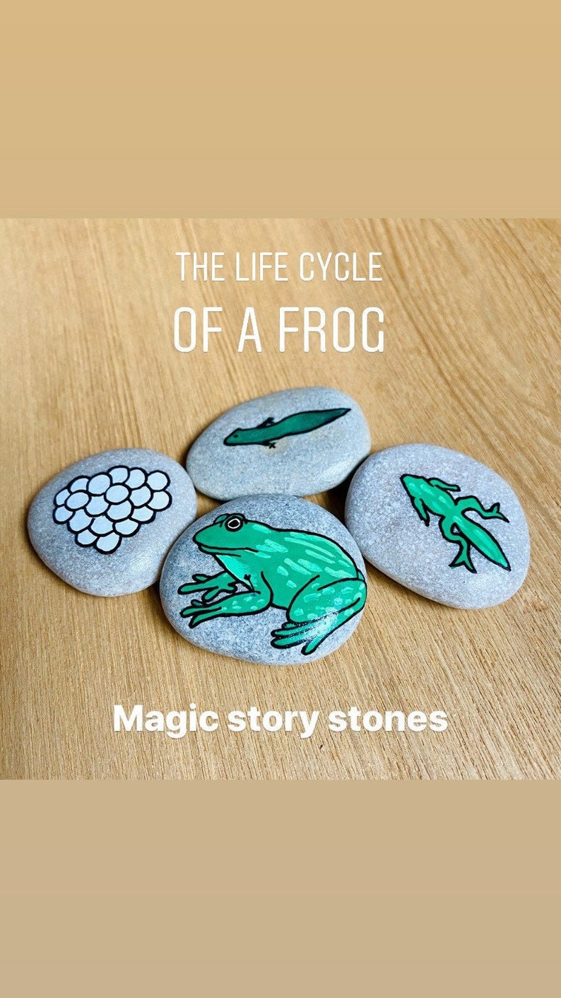 Life Cycle of a Frog Mini Unit Study Set Story Stones - Etsy