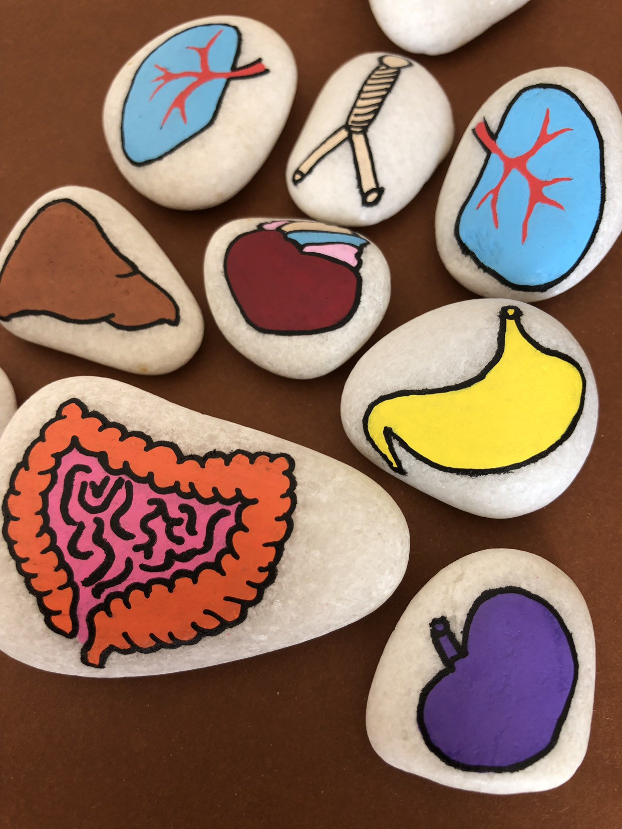 Anatomy Story Stones Set Montessori Toy Human Body Educational - Etsy ...