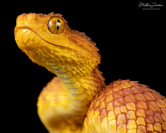 Orange Viper Snake