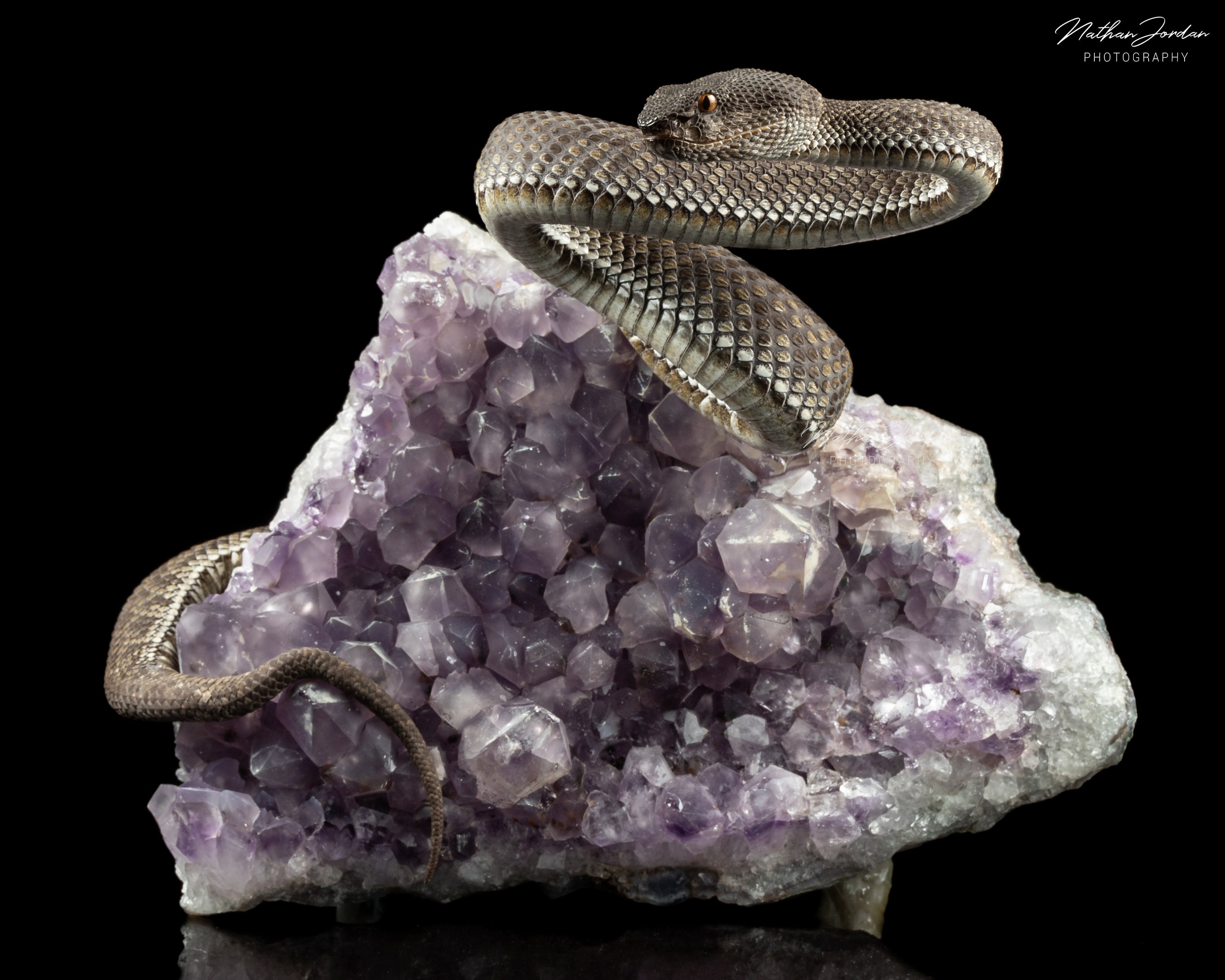 Digital Prints Art & Collectibles Schultze's Pit Viper Parias schultzei ...