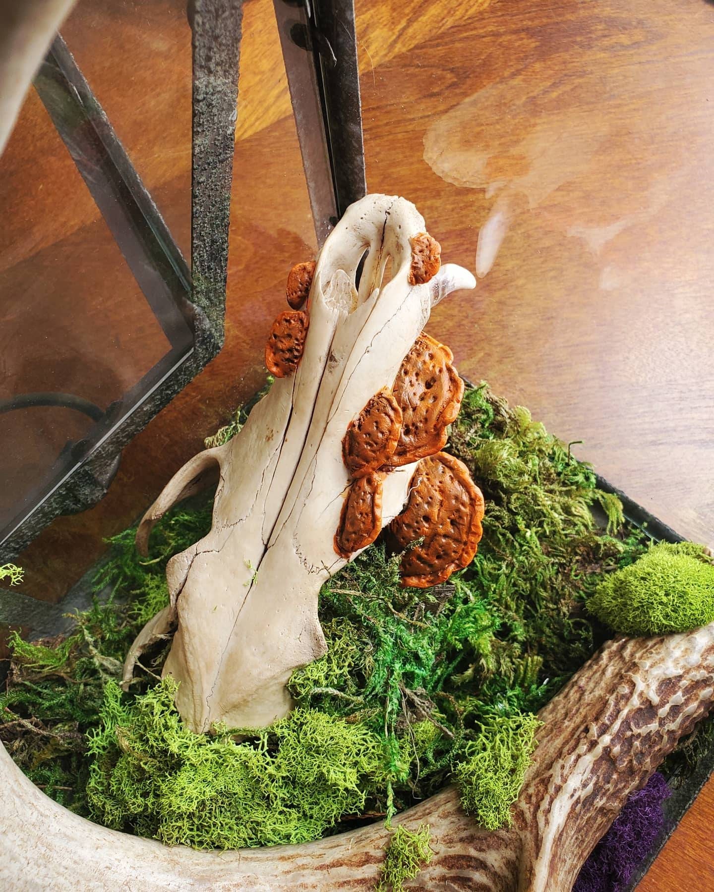 Huge Magical Coyote Skull With Mushrooms Deer Antler Coral | Etsy