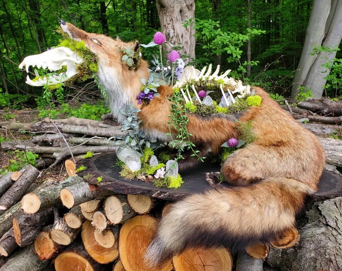 Magical Fantasy Articulated Fox Skeleton Bursting From Fox Taxidermy - Etsy