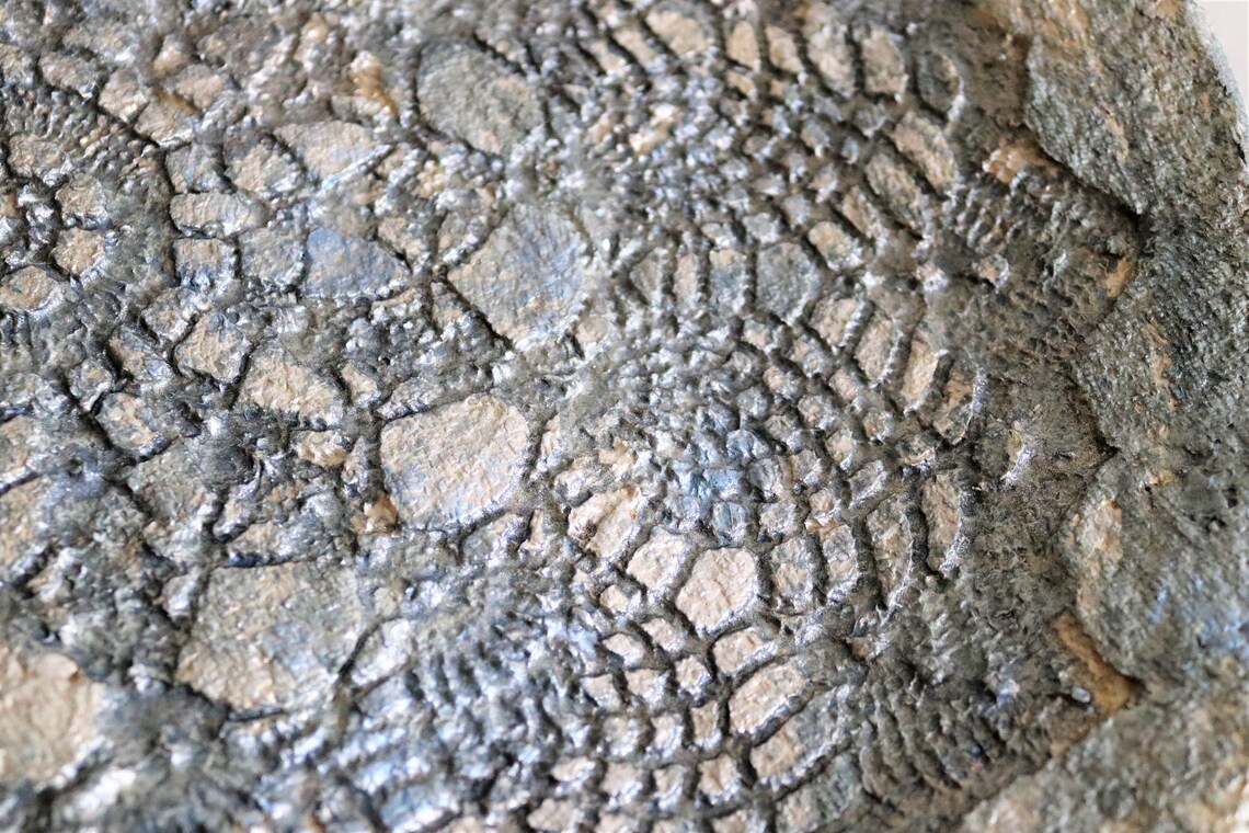 Large Paper Mache Plate With Ethnic Ornament. Gray Pearl - Etsy