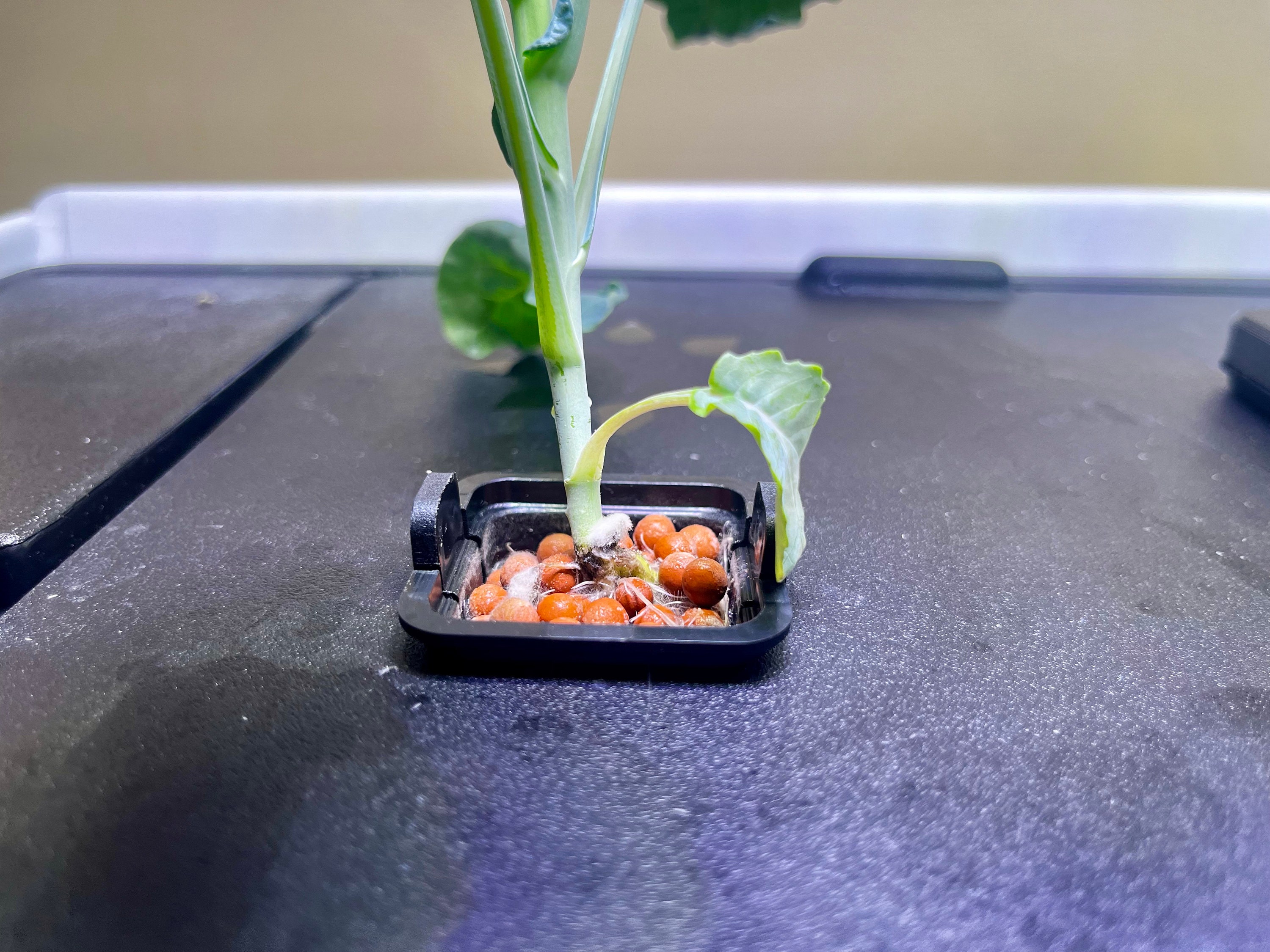 Net Cup Screen Insert for Rise Gardens - Etsy