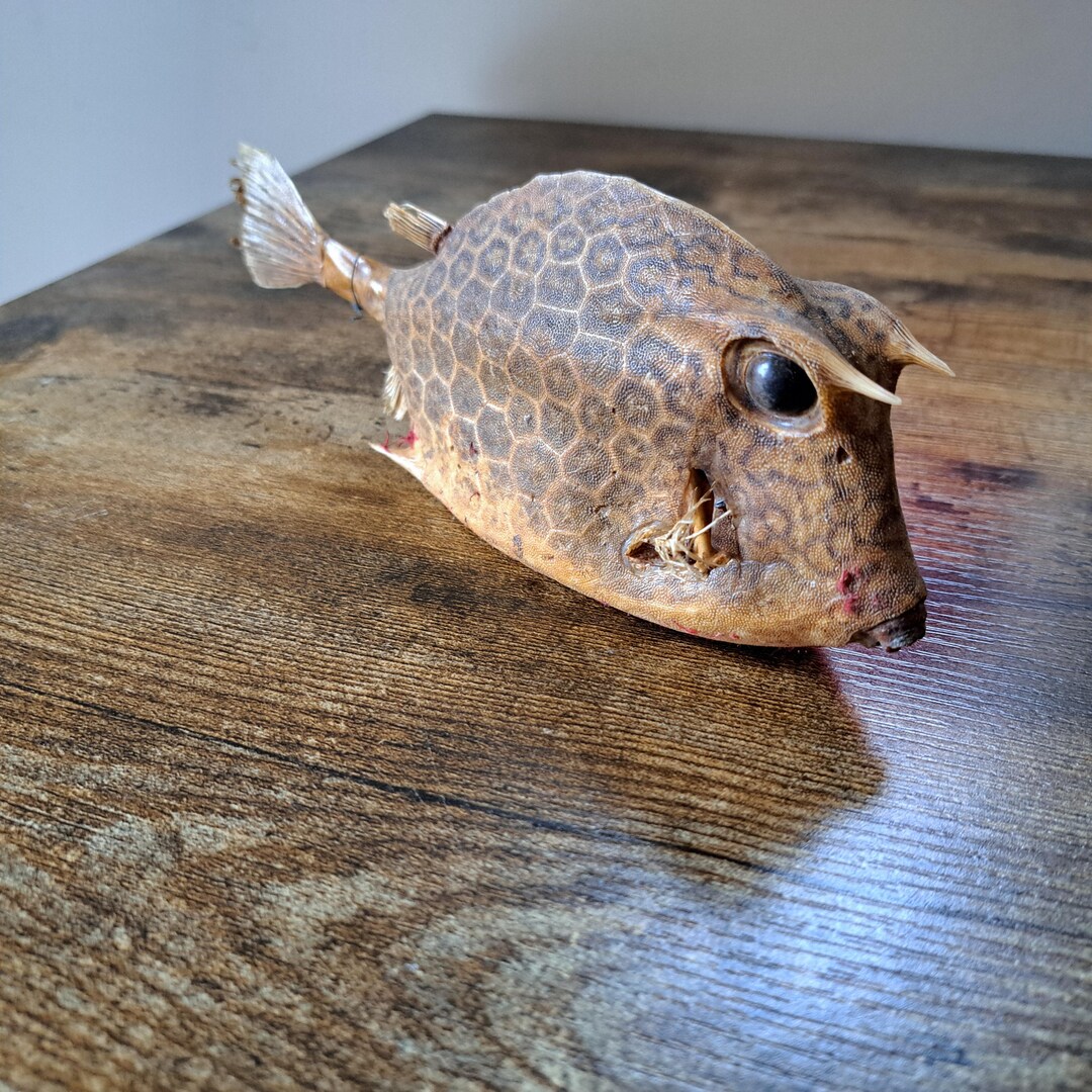 Antique Taxidermy Honeycomb Cow Fish, Taxidermy Long Horn Cow Fish - Etsy