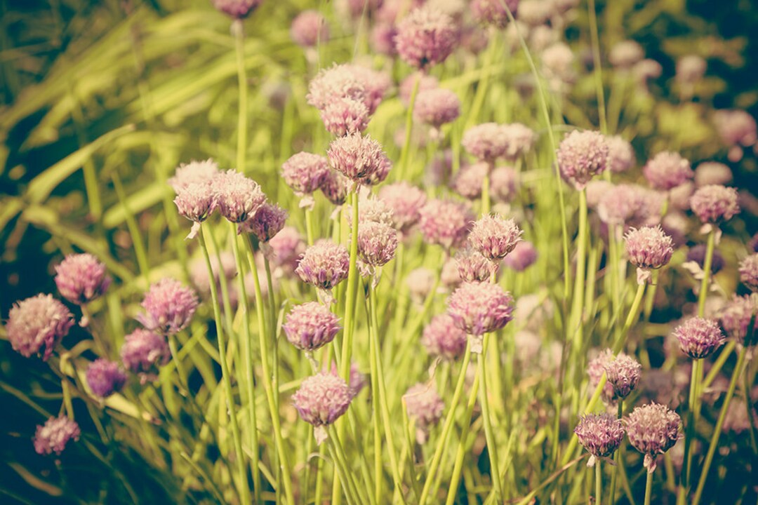 Spring Art Print Spring Flowers Photography Fine Art - Etsy