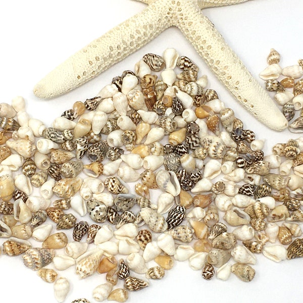 Seashell Spiral - Etsy