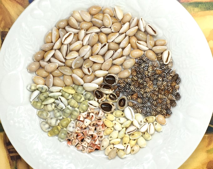 Seashell Bead Lot, Beach Bead Soup, Over 280 Mixed Shell Beads for ...