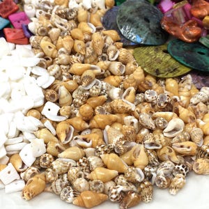 Over 1 Pound of Seashell Bead Soup, Mixed Lot of Tiger Nassa Ringtop ...