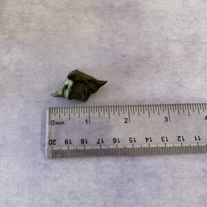 Devil Pods | Bat Nuts| Water Caltrops | Protection | All Natural - Etsy