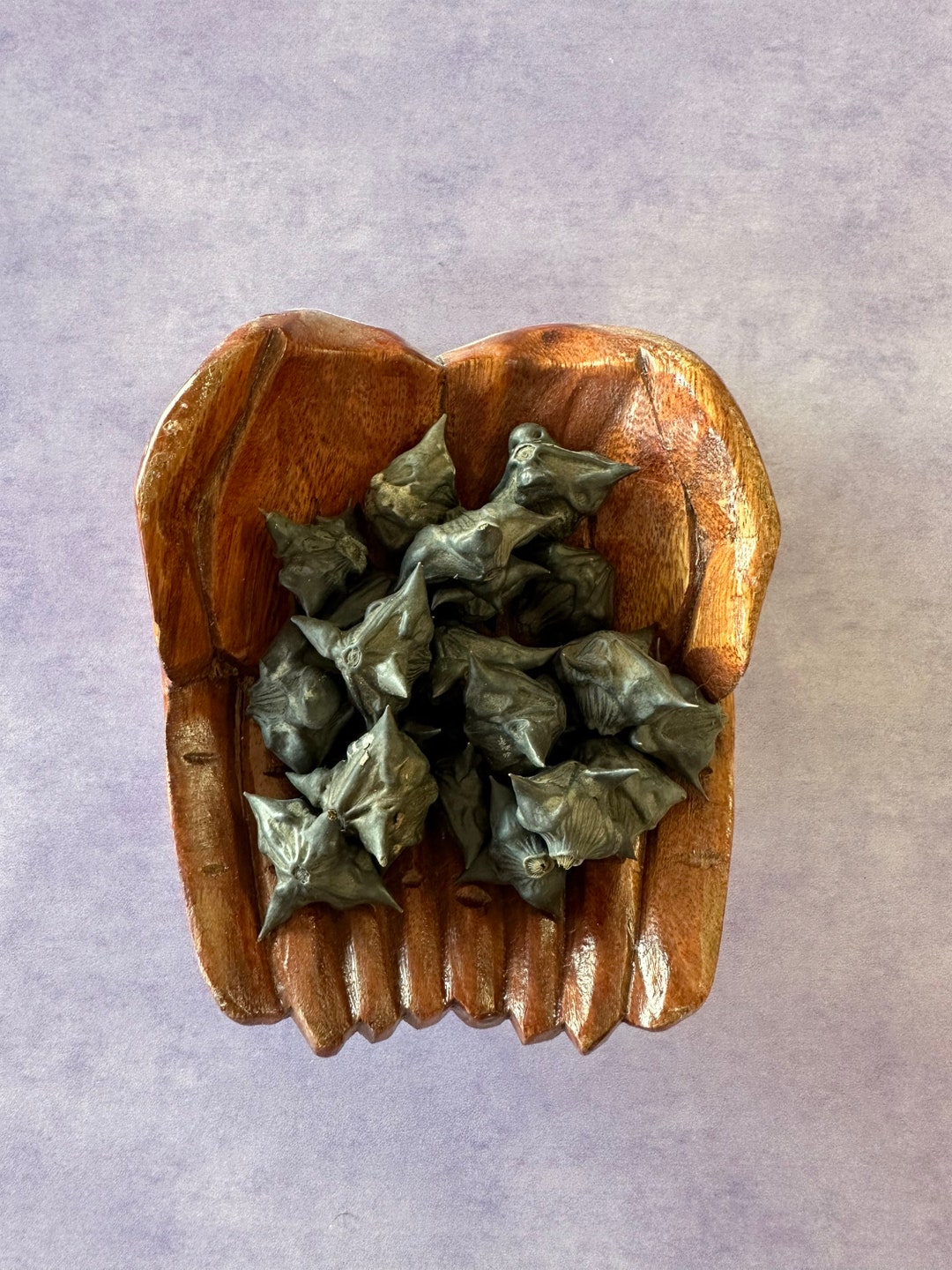 Devil Pods | Bat Nuts| Water Caltrops | Protection | All Natural - Etsy