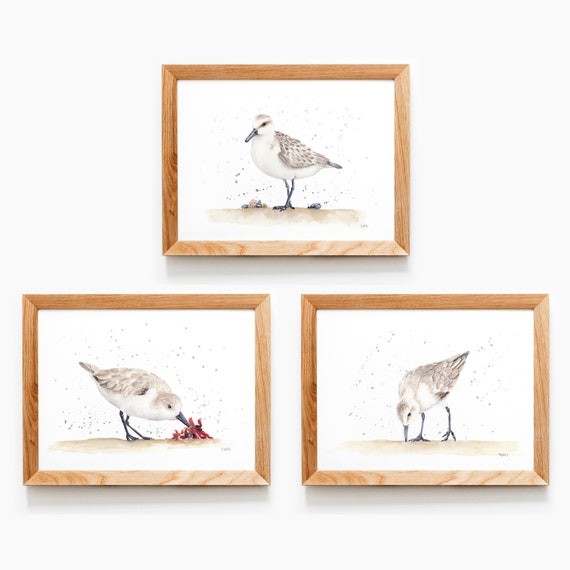 Set of 3 Sanderling bird print Sandpiper wall art prints | Etsy