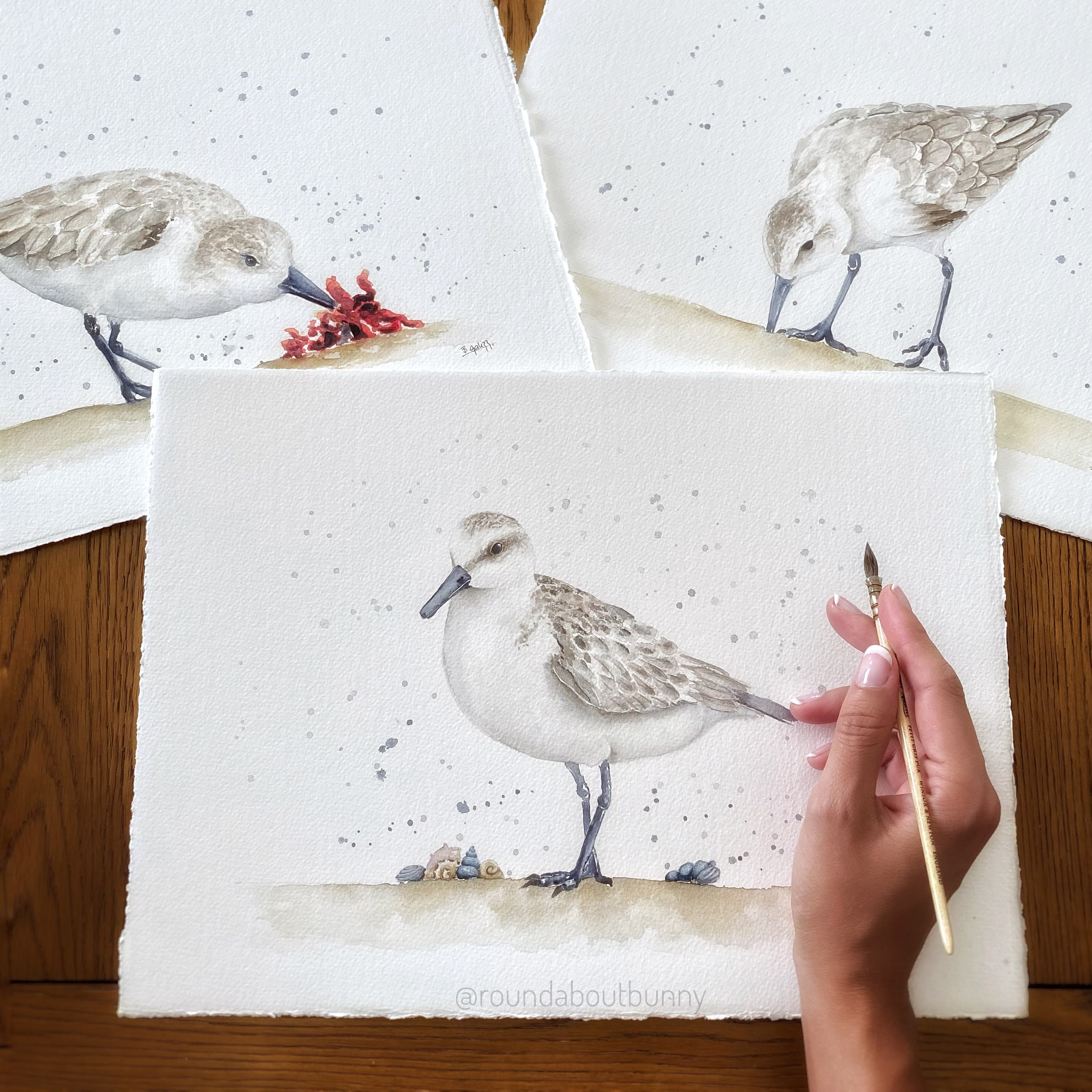 Set of 3 Sanderling Bird Print Sandpiper Wall Art Prints - Etsy