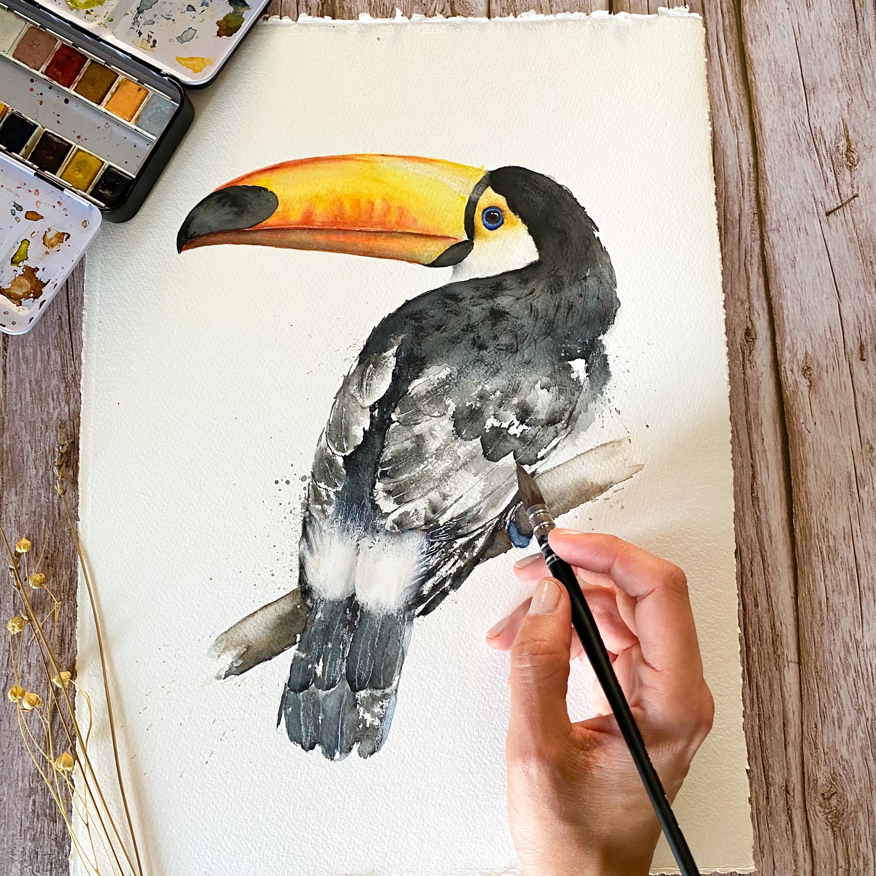 Toco Toucan Drawing