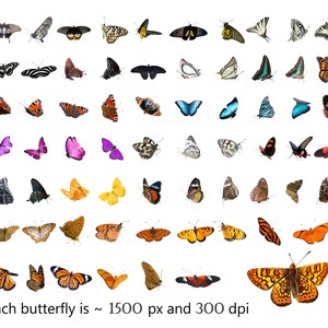 Realistic Butterfly Overlay, Butterfly Photo Clipart, Flying ...