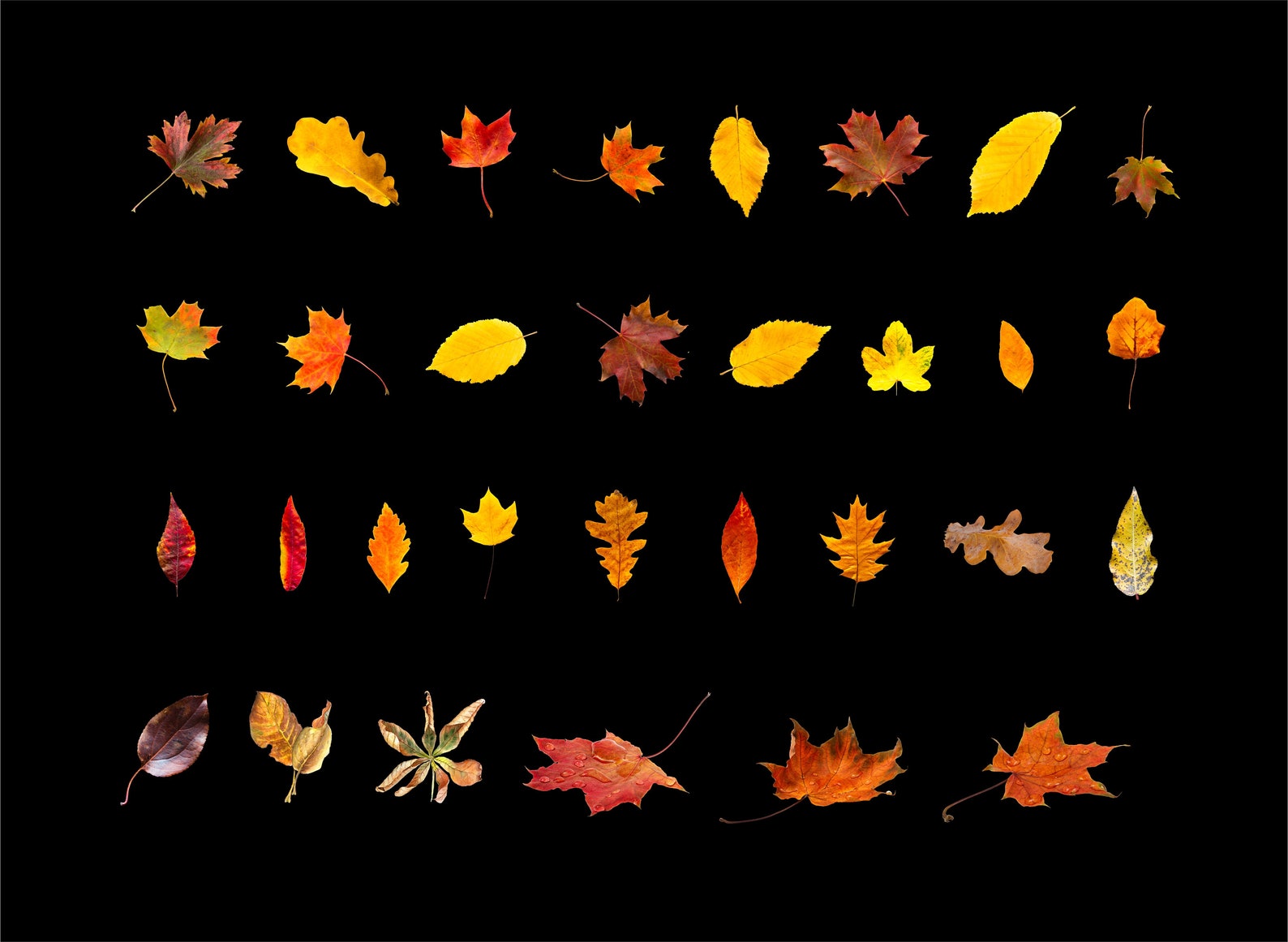 92 Realistic Falling Autumn Leaves Photo Overlays Natural - Etsy