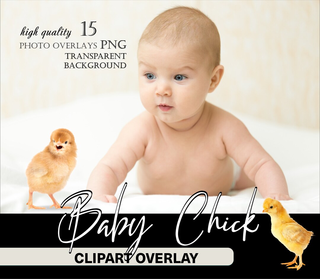 Baby Chick Clipart Overlays Easter Chicks Photo Png Little - Etsy