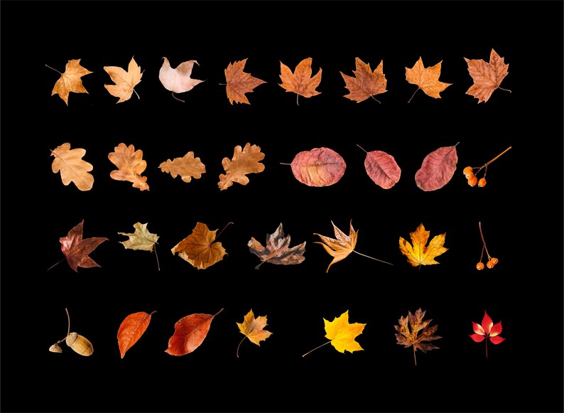 92 Realistic Falling Autumn Leaves Photo Overlays Natural - Etsy