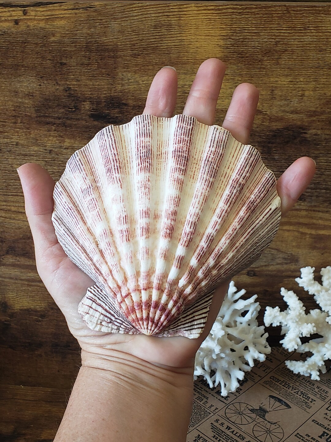 Purple Scallop Sea Shell Lion's Paw Pecten Subnodosus Half - Etsy